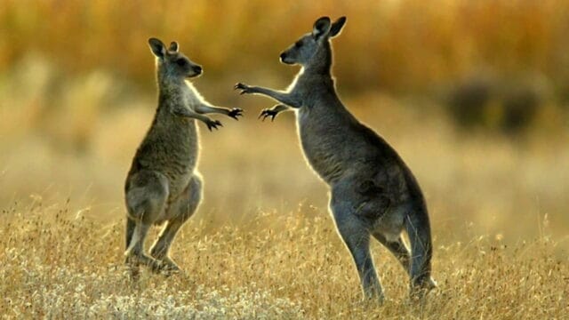 Australian Aboriginal Mythology: History, Myths, Gods +21 Facts